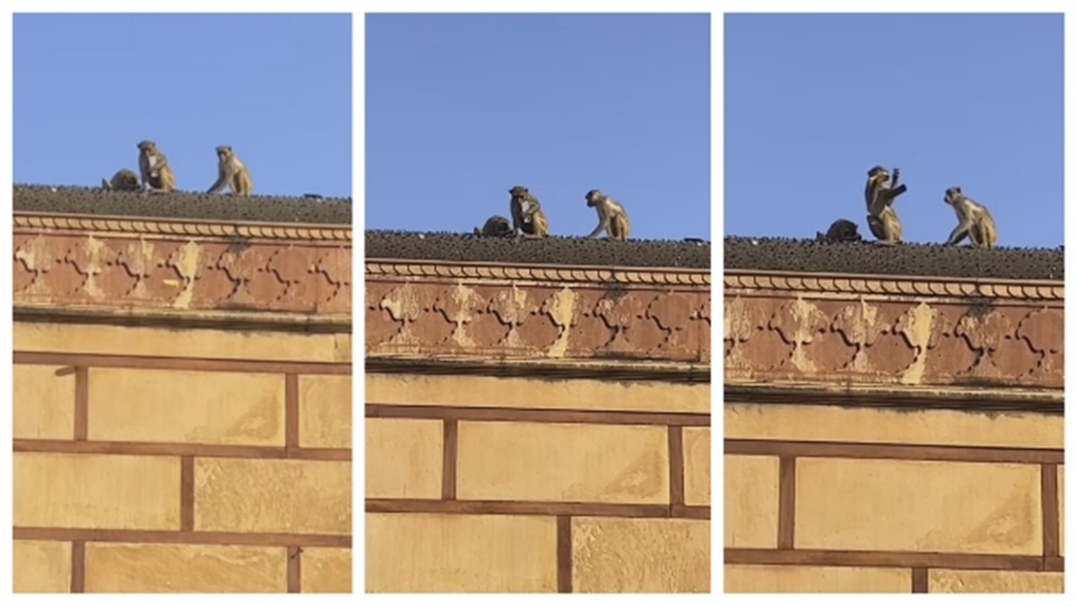 Viral video mathura vrindavan monkey demands frooti over iphone - Hindi ...