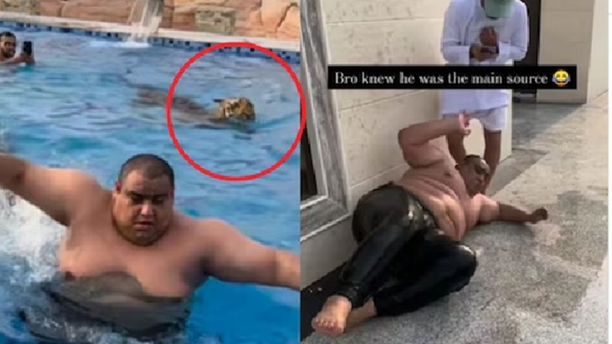 tiger jumped into swimming pool attack people man heavy man slipped ...