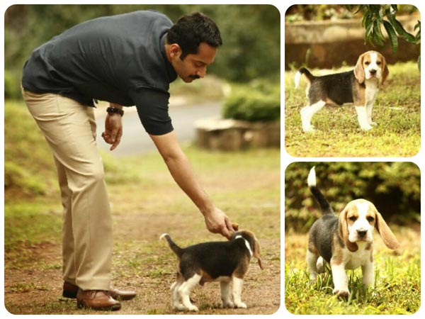 Fahad Fazil | New Friend | Puppy | Birthday Gift | One By Two ...