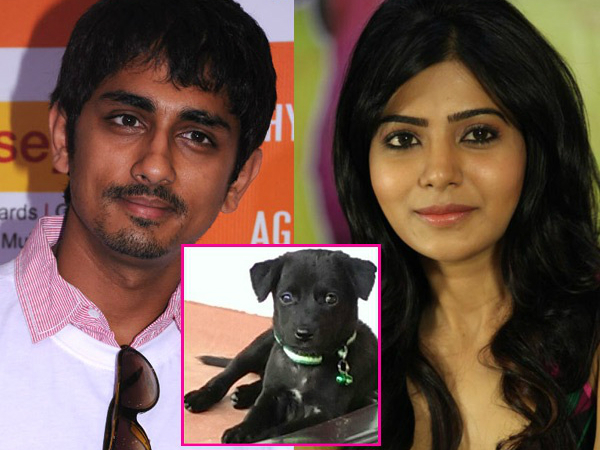 Ram Charan With Dogs | Ram Charan Brat | Ram Charan Pets | Trisha PETA ...