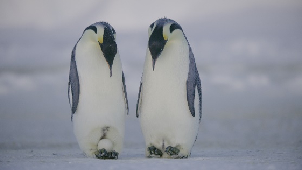 Unveiling Secrets of the Penguins: National Geographic Shares 5 Jaw ...
