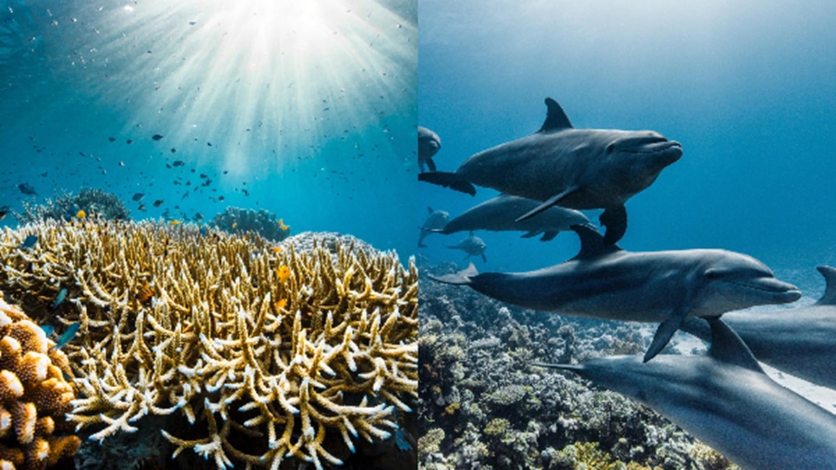 Ocean With David Attenborough To Debut June 8, World Oceans Day, On ...