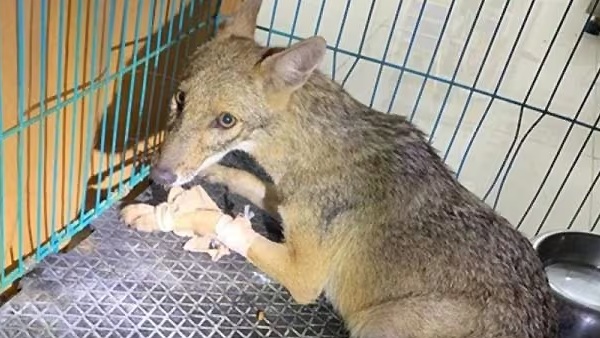 What's Inside Anant Mukesh Ambani’s 'Vantara' 3000 Acre Animal Rescue ...