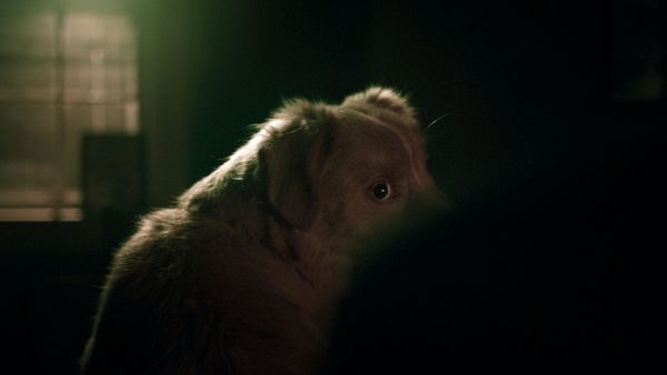 Good Boy OTT Release: Streaming Date, Platform, Cast & Plot Explained ...