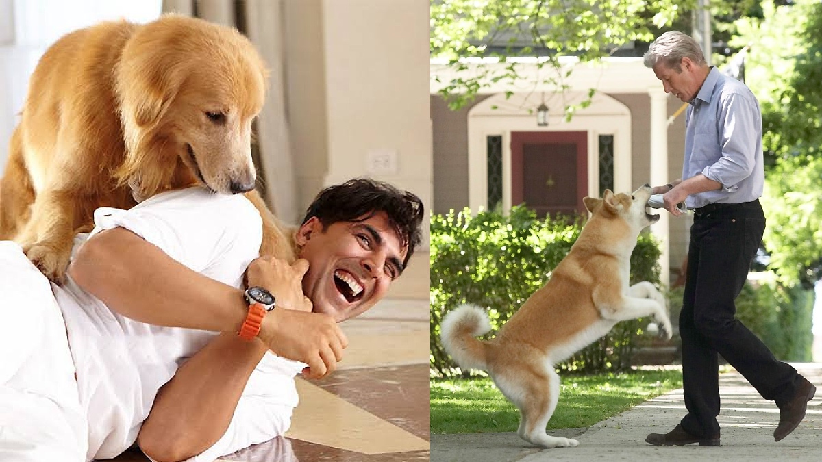 Heartfelt Animal Stories: Movies Every Pet Lover Will Adore | Must See ...