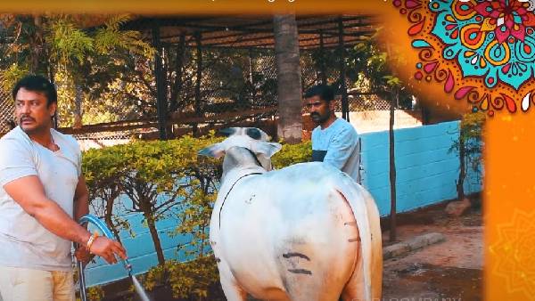 ತೋಟದಲ್ಲಿ ಪುತ್ರ ವಿನೀಶ್ ಜೊತೆ ದರ್ಶನ್ ಸಂಕ್ರಾಂತಿ ಸಂಭ್ರಮ ಹೇಗಿತ್ತು? ಇಲ್ಲಿದೆ ...