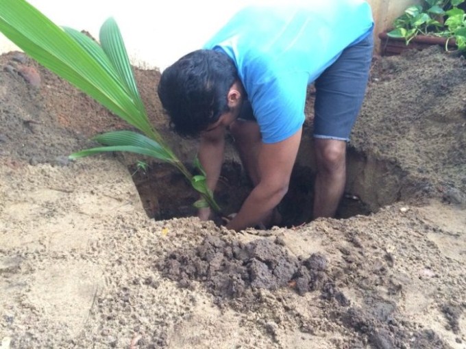 Suriya's My Tree Challenge - Filmibeat