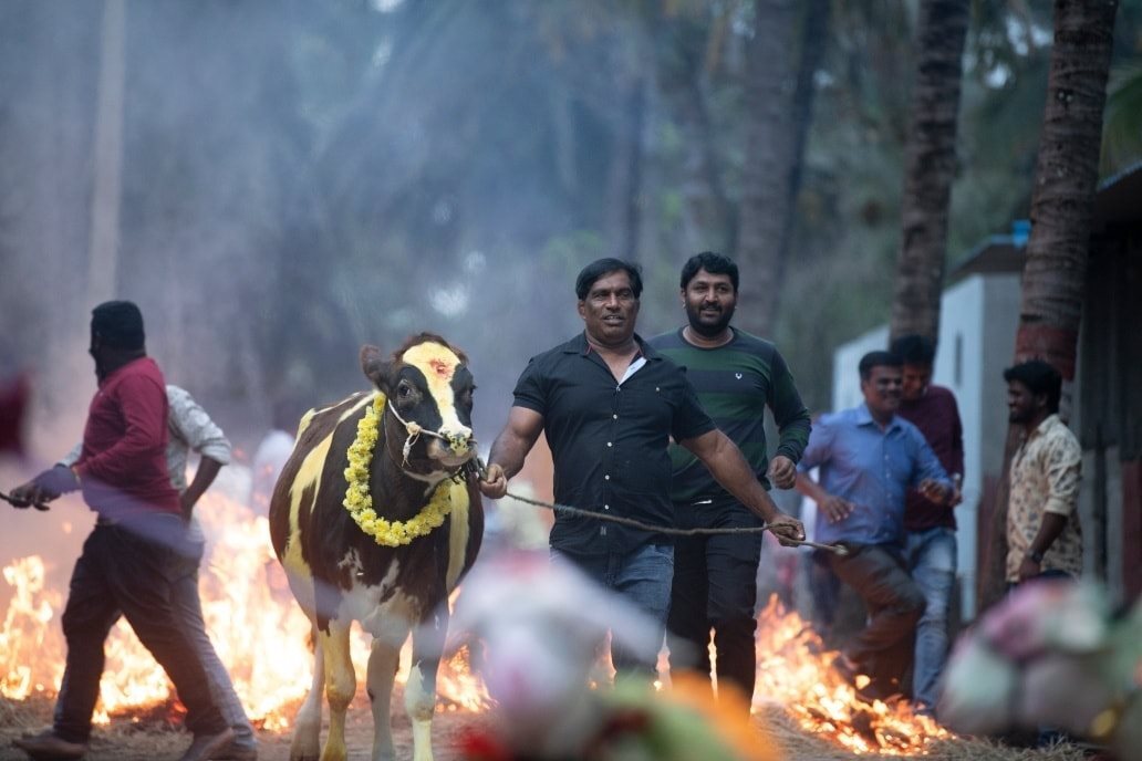 Darshan Celebrates Sankranthi 2021 At His Farm House - Filmibeat