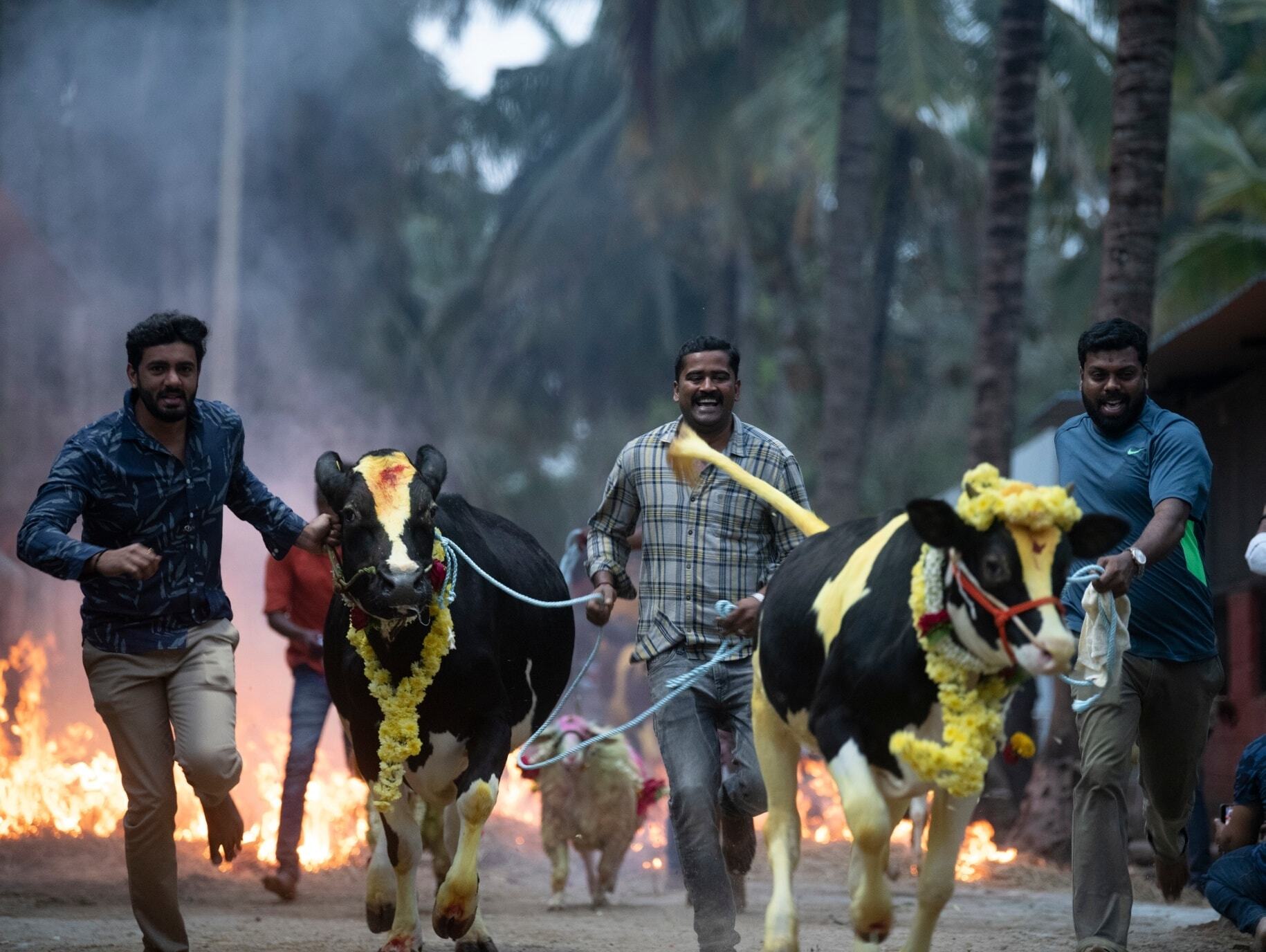 Darshan Celebrates Sankranthi 2021 At His Farm House - Filmibeat