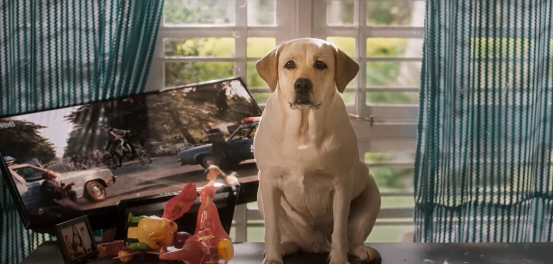 777 Charlie Kannada Movie: Pooja, Shooting Stills, Location Photos ...