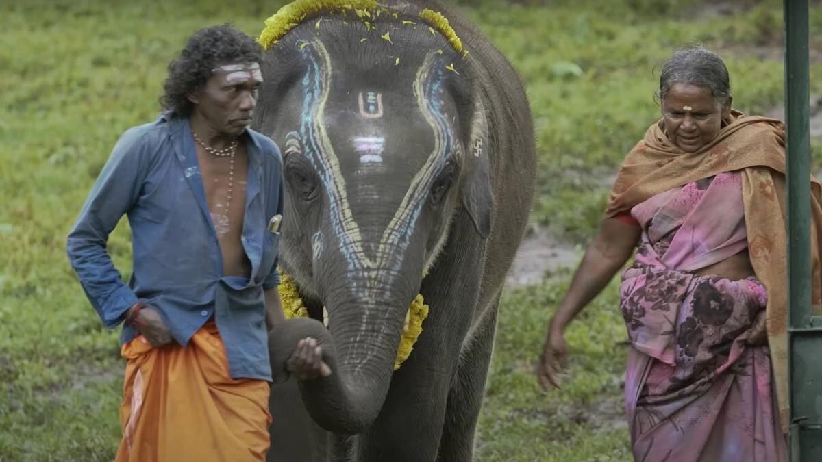 Oscars 2023: Know All About Oscar Award Winning The Elephant Whisperers ...