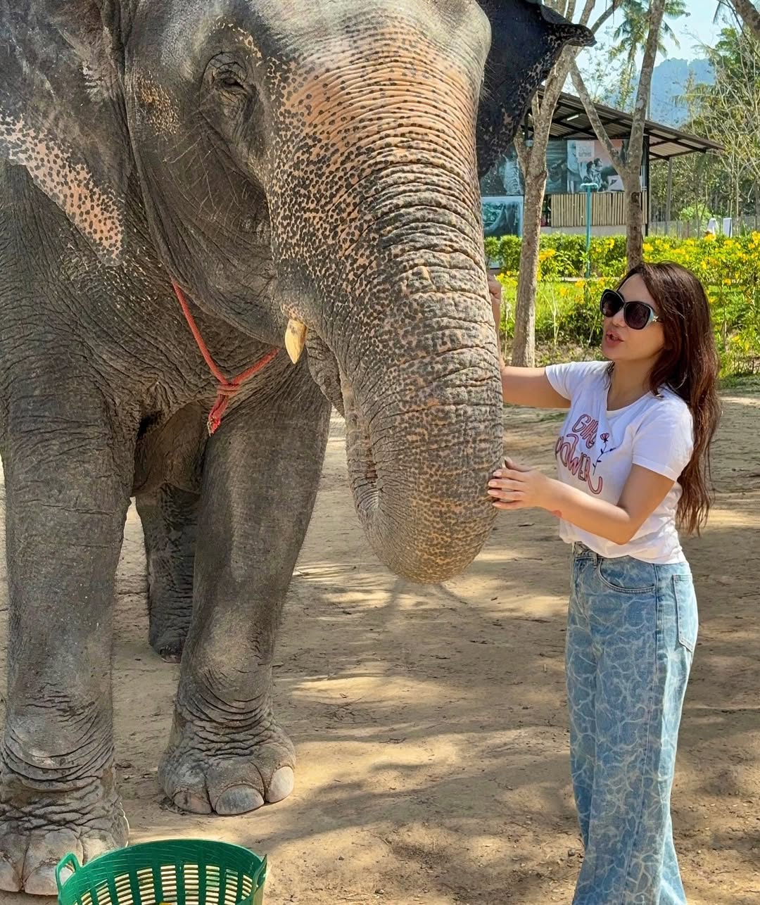 Minissha Lamba’s Magical Day At Phuket Elephant Sanctuary - Filmibeat